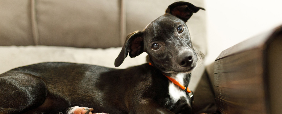 Hund anschaffen: Das sollten Sie beachten!